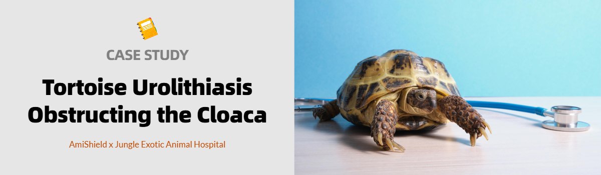 Case Study: Tortoise Urolithiasis Obstructing the Cloaca | ProtectLife International Biomedical Inc.